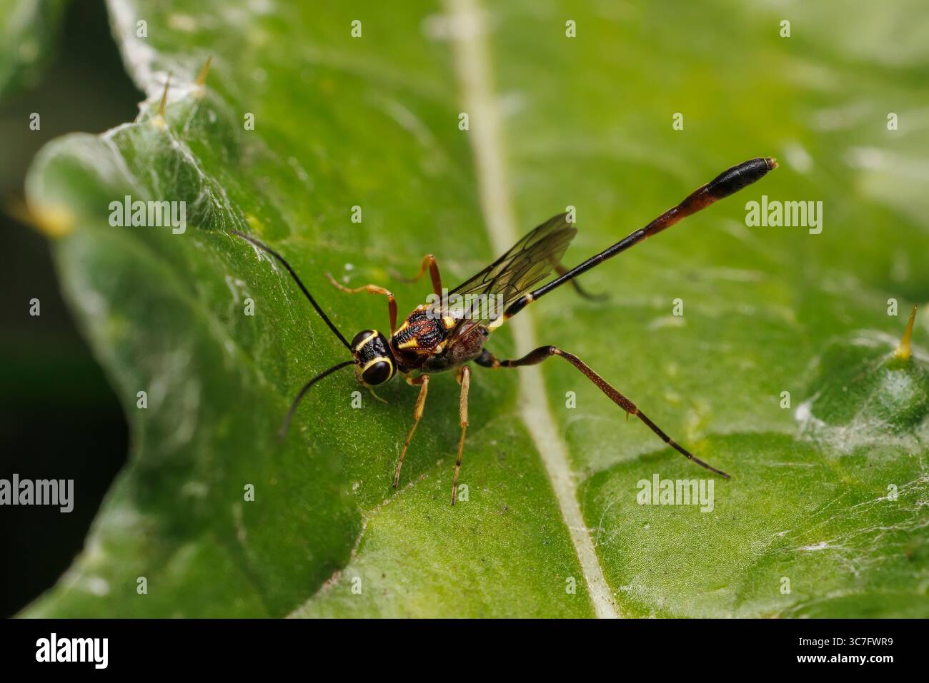 Anomalon sp., an Ichneumonid Wasp - Male Stock Photo - Alamy