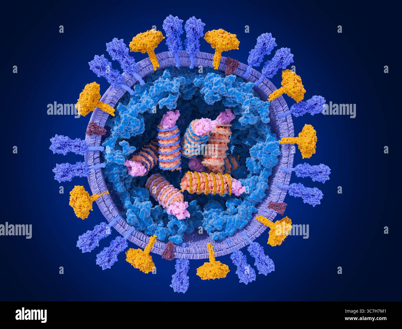 Illustration showing the structure of an influenza (flu) virus. At the ...