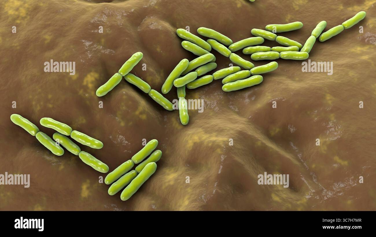 Illustration of Bifidobacterium sp. bacteria. This is a genus of gram ...