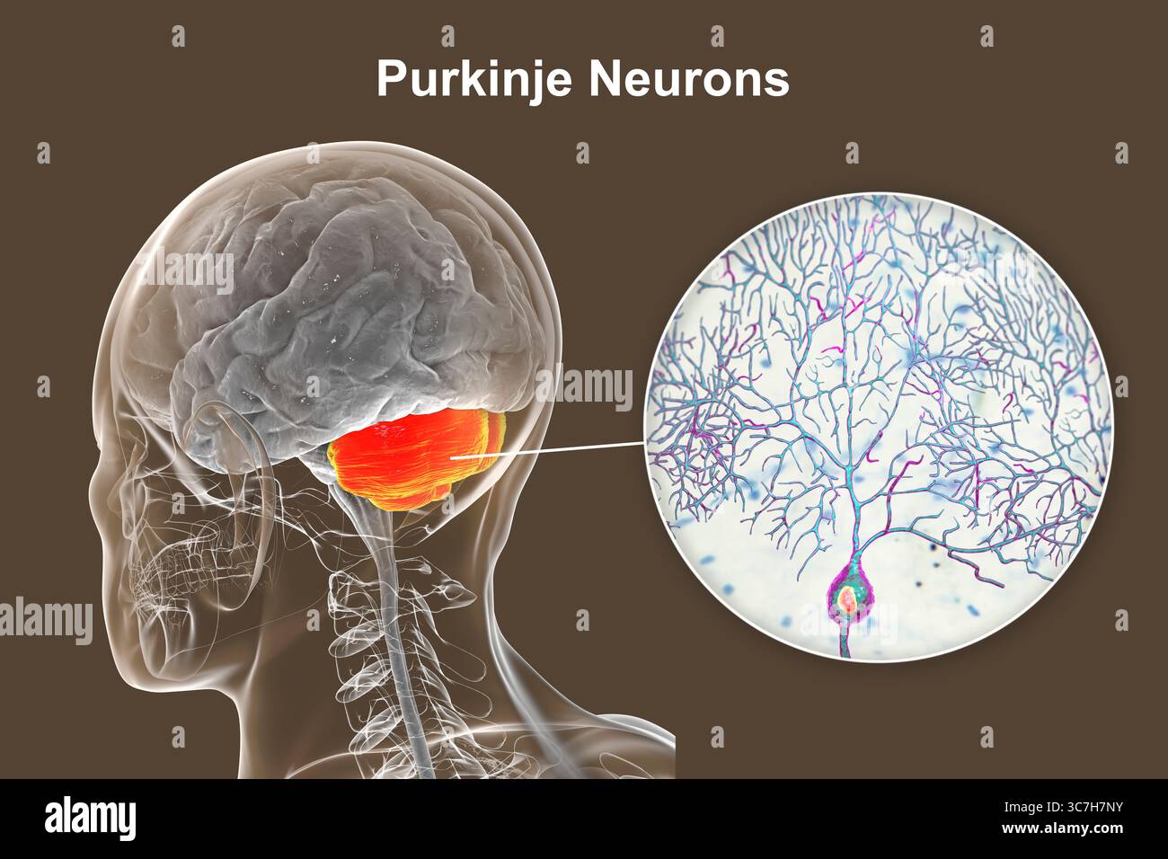 Illustration of a human brain with highlighted cerebellum and a close ...