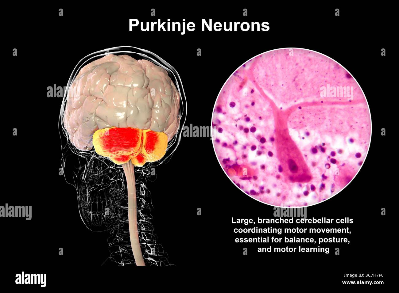 Illustration of a human brain with highlighted cerebellum and a ...