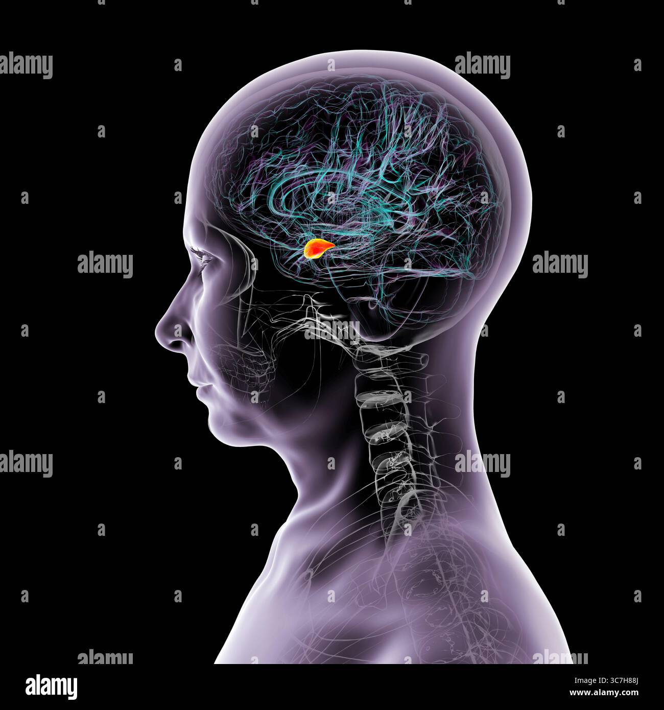 Illustration of a human brain with highlighted amygdala. This is ...