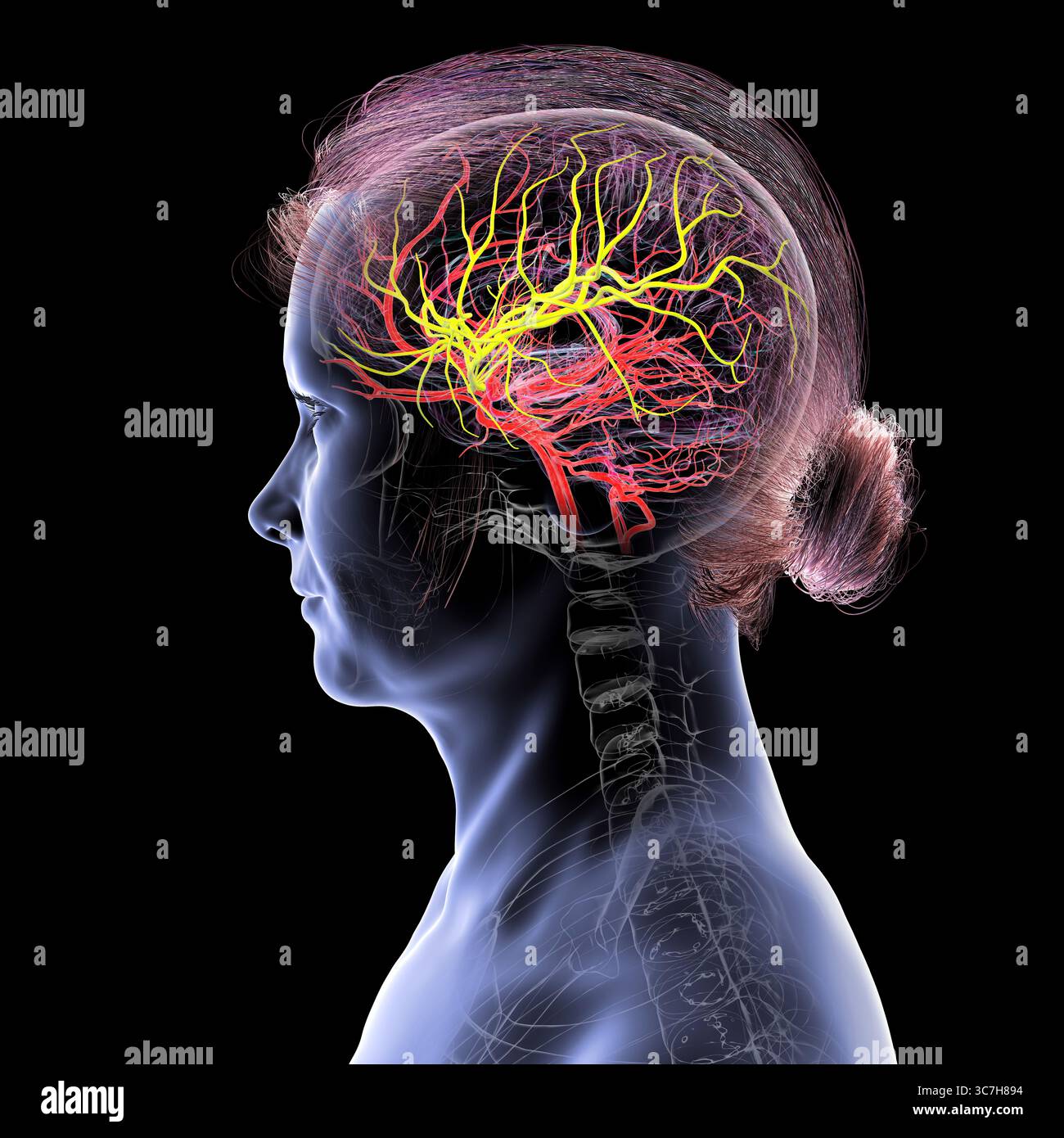 Illustration of the arterial blood supply of the brain with highlighted ...