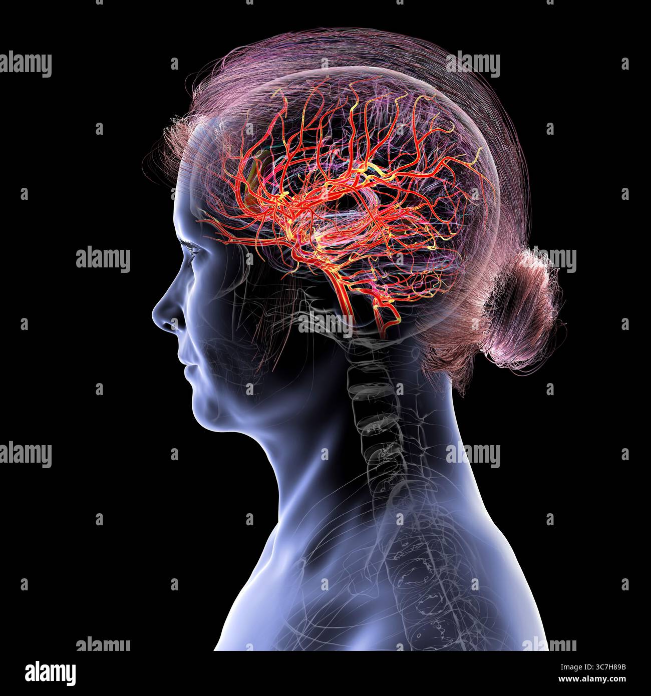 Illustration of the arterial blood supply of the human brain Stock ...