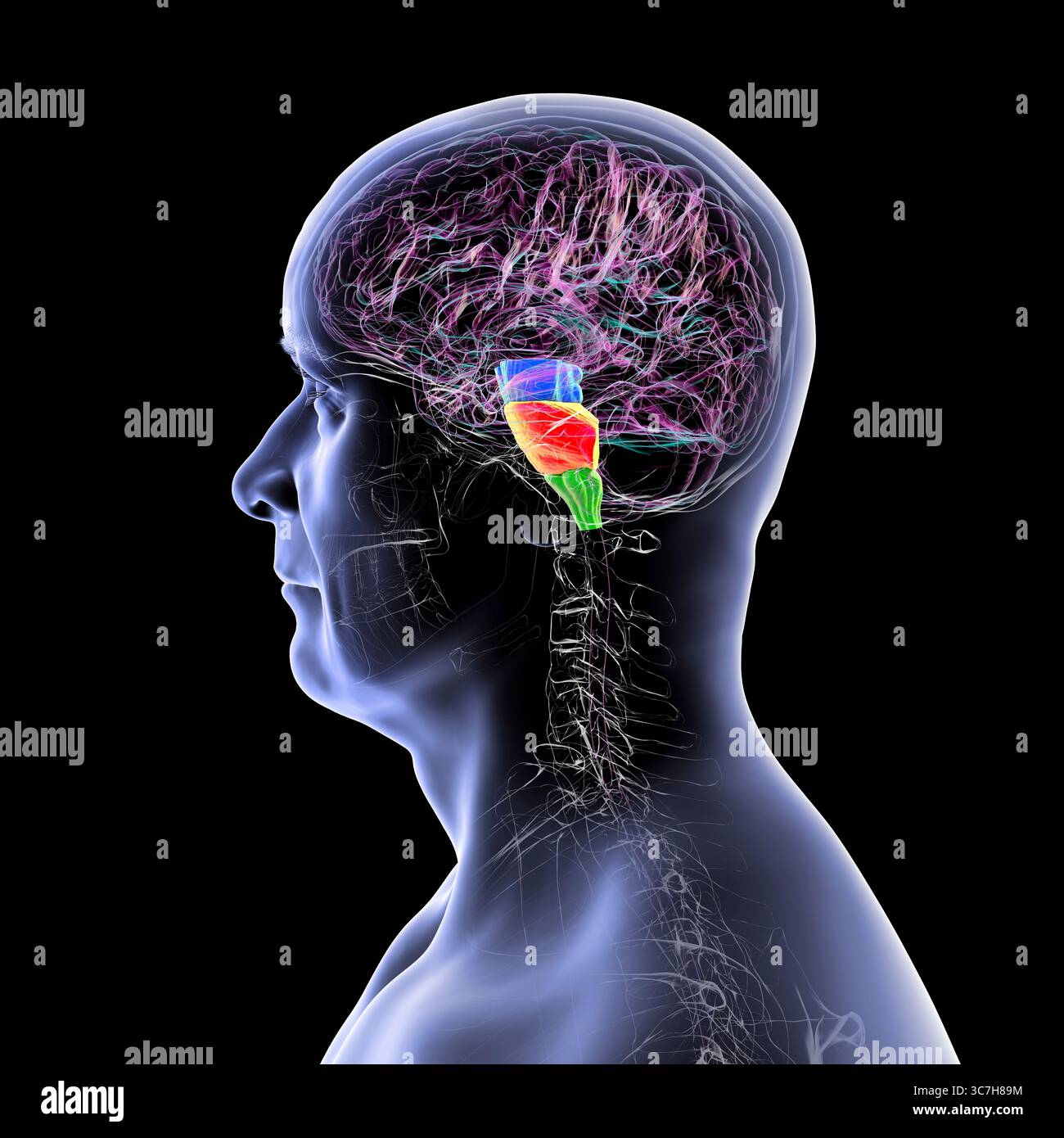 Brainstem highlighted in human hi-res stock photography and images - Alamy