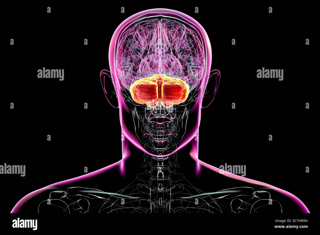 Illustration of the human brain with highlighted cerebellum. This is ...