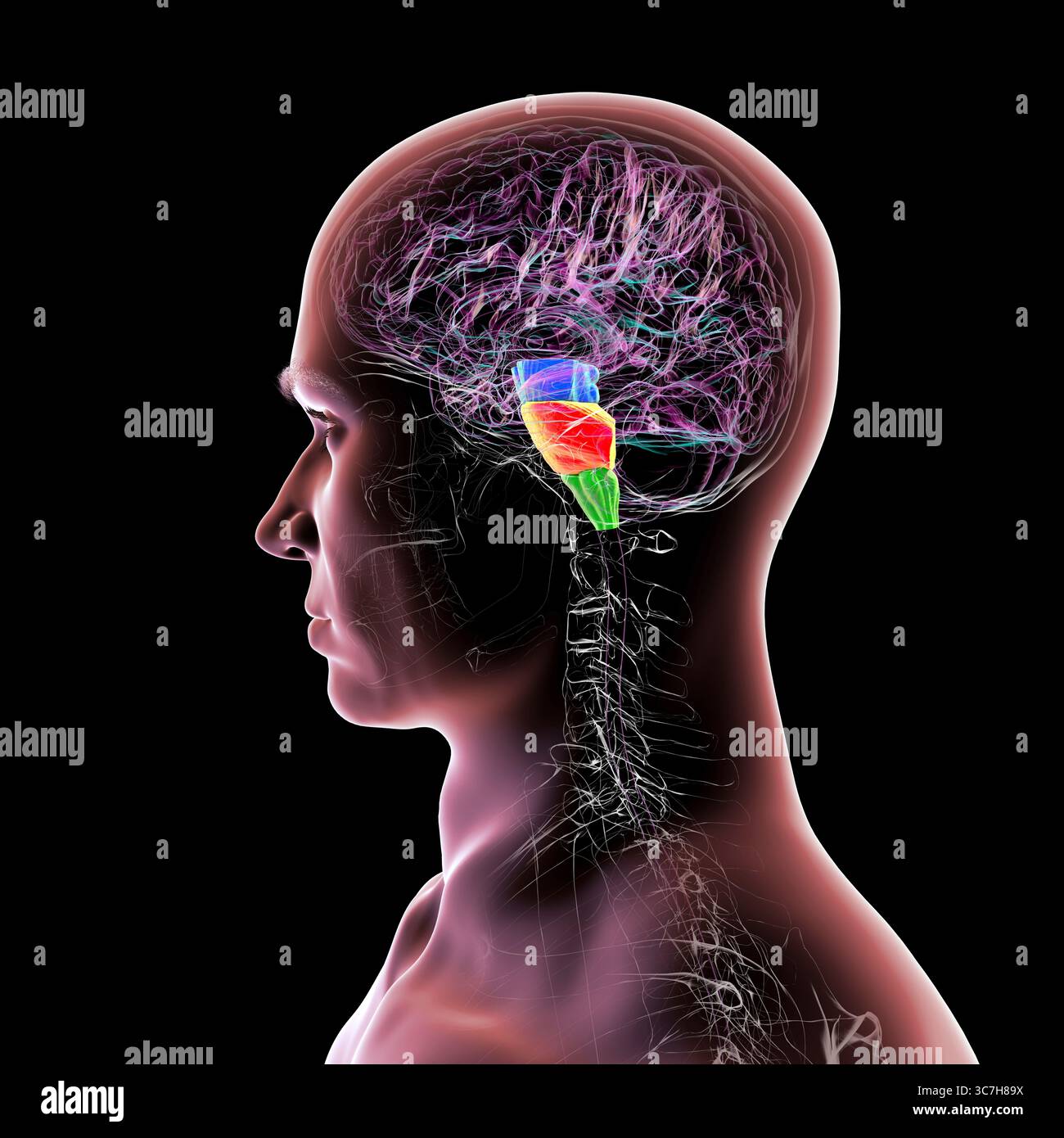 Illustration of the brainstem highlighted in the human brain with the ...