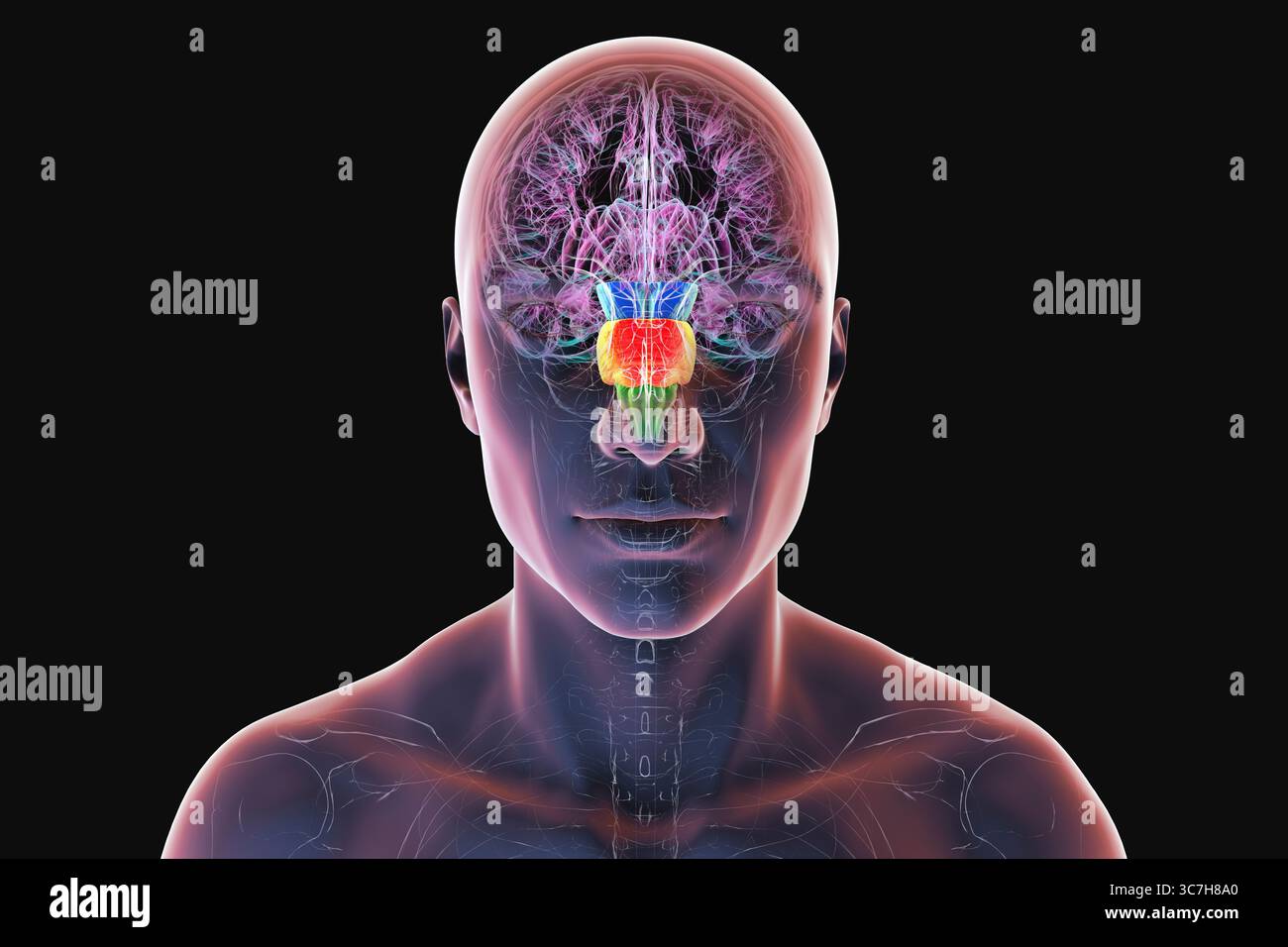 Illustration of the brainstem highlighted in the human brain with the ...
