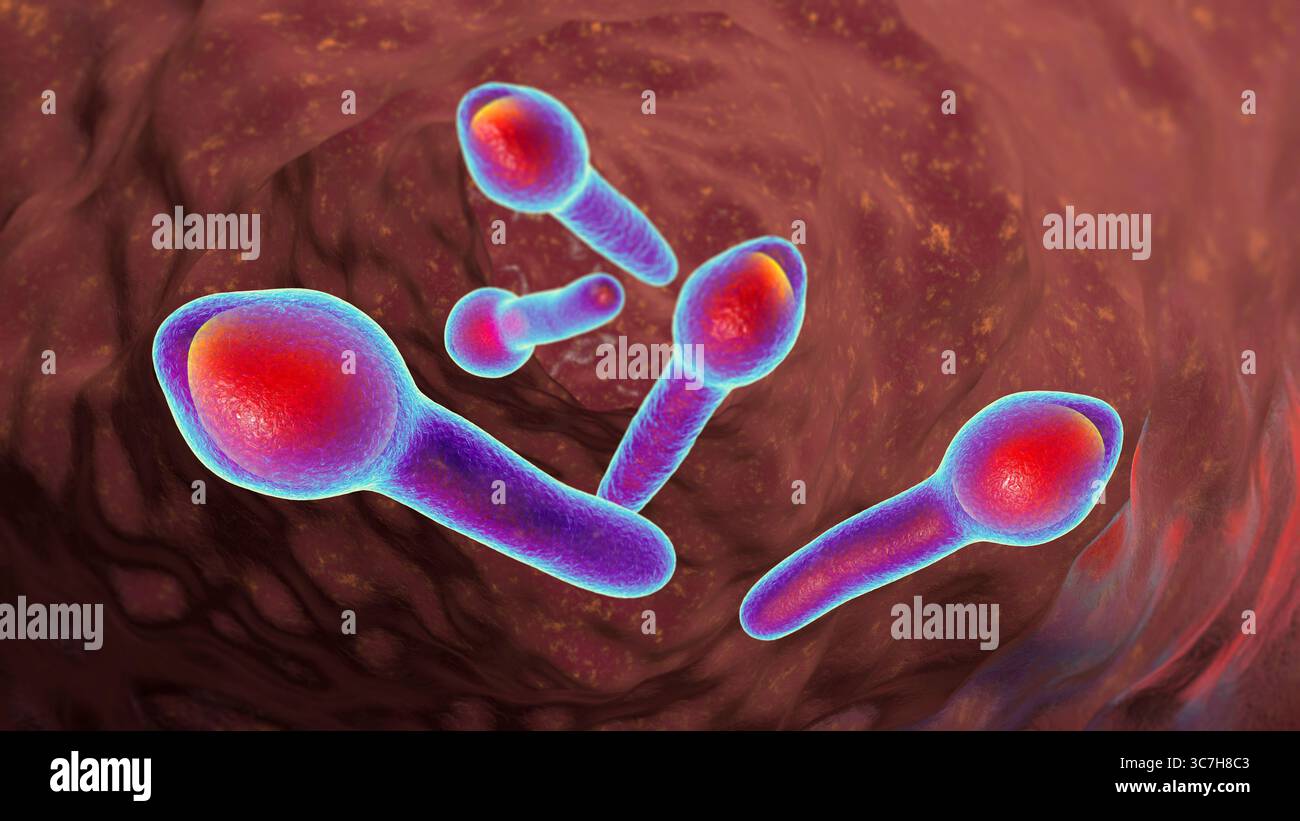 Illustration of Clostridium botulinum. This bacterium produces a potent ...