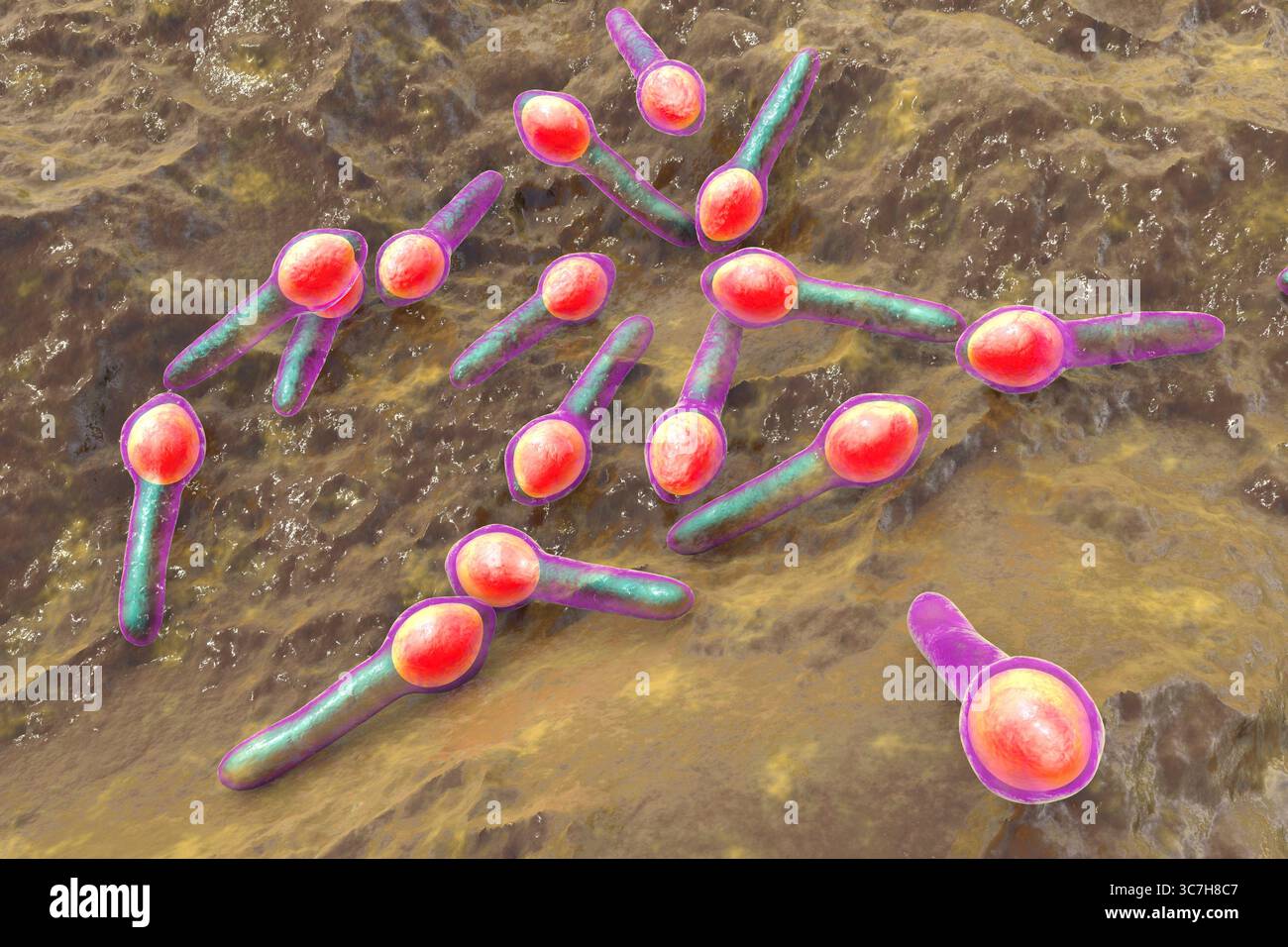 Illustration of Clostridium botulinum. This bacterium produces a potent ...