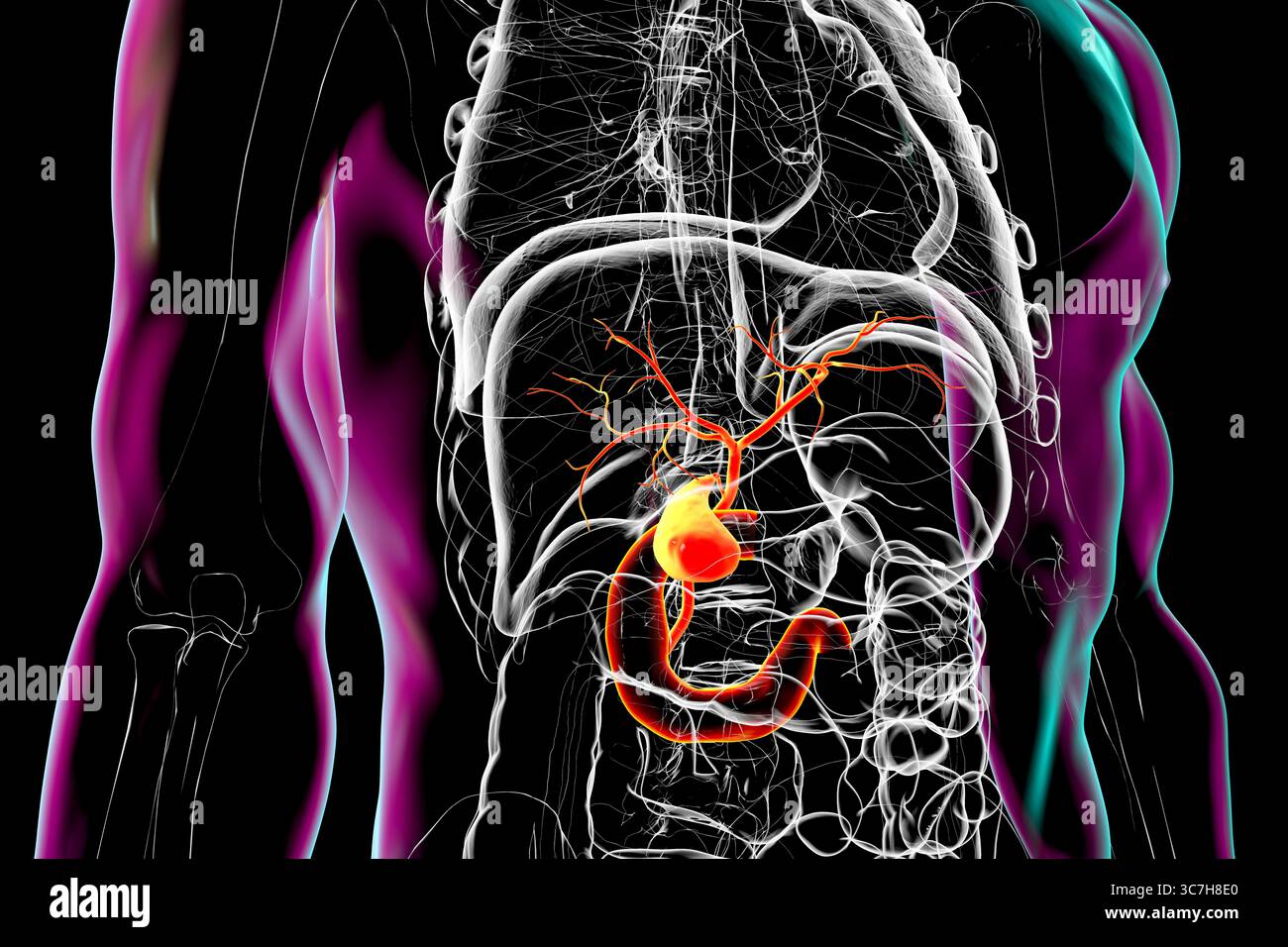Illustration of a human body with highlighted gallbladder, bile ducts ...