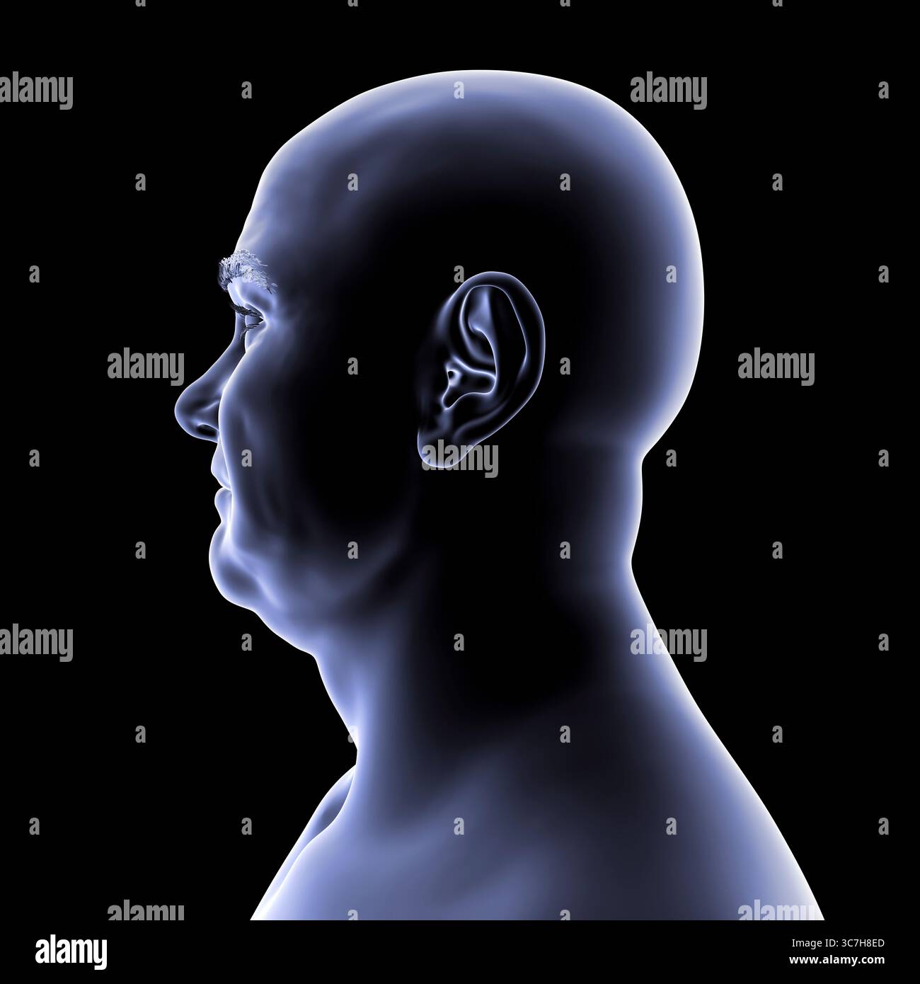 Illustration of a man's head and neck, side view Stock Photo - Alamy