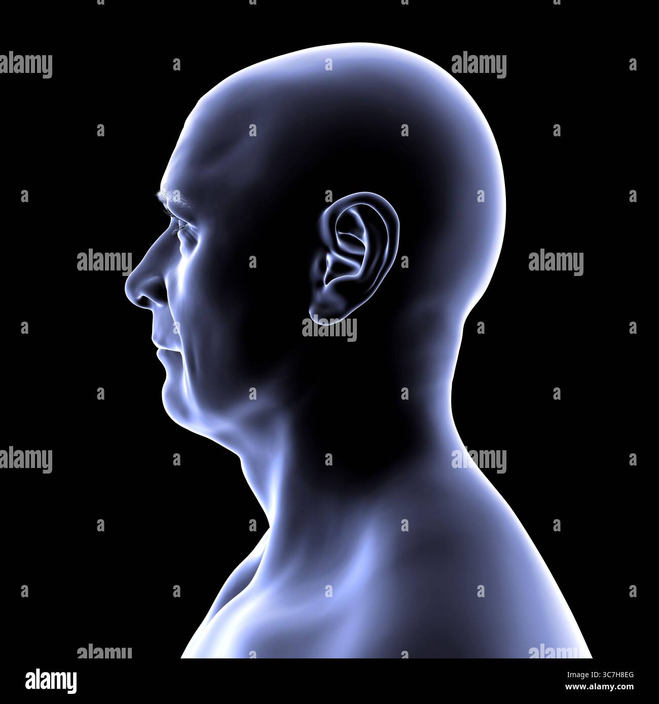 Illustration of a man's head and neck, side view Stock Photo - Alamy