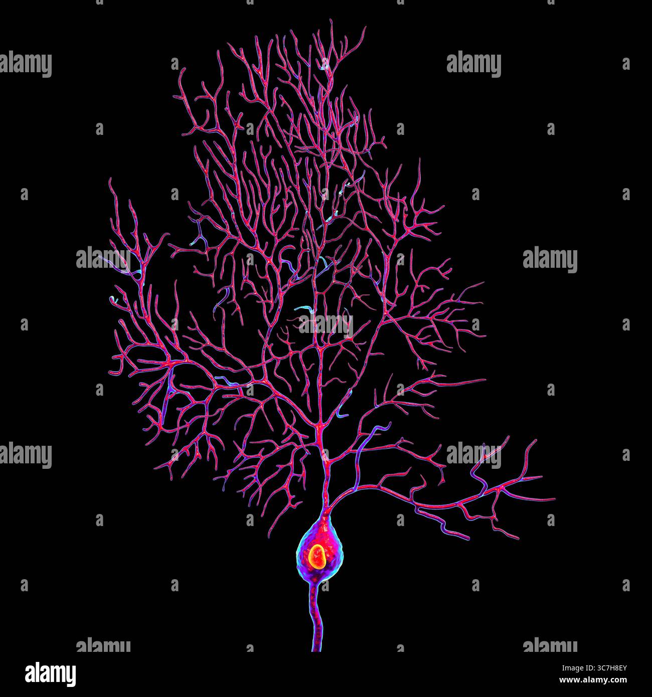 Illustration of Purkinje neurons, showing large, branching neurons of ...