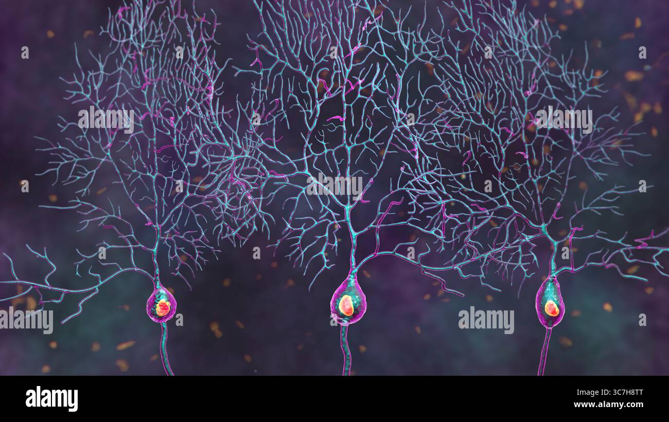 Illustration of Purkinje neurons, showing large, branching neurons of ...