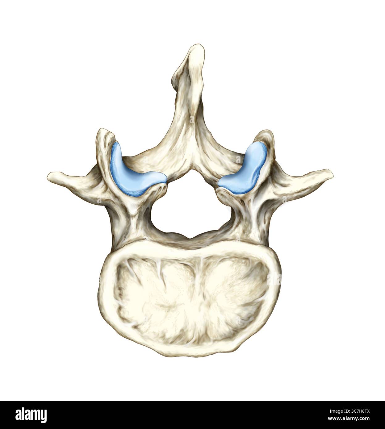 Lower back vertebra Cut Out Stock Images & Pictures - Alamy