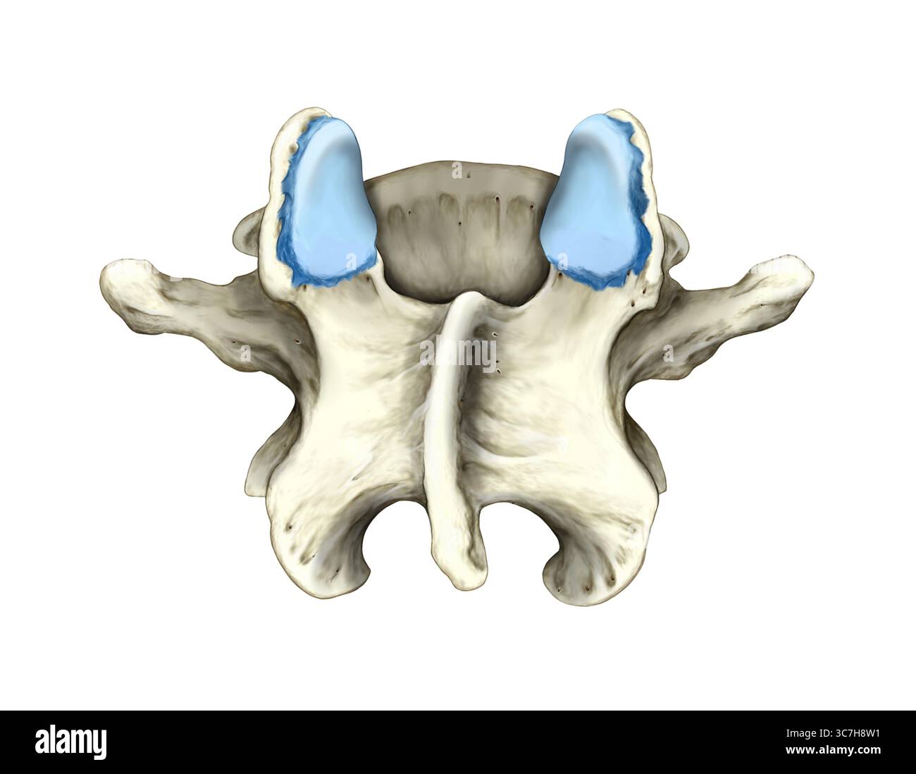 Lower back vertebra Cut Out Stock Images & Pictures - Alamy