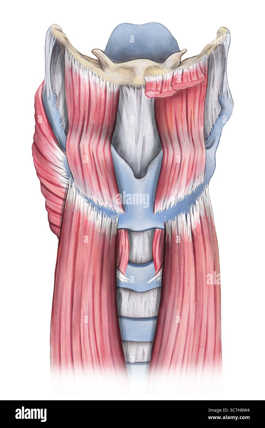 Sternothyroid muscle in human body hi-res stock photography and images ...