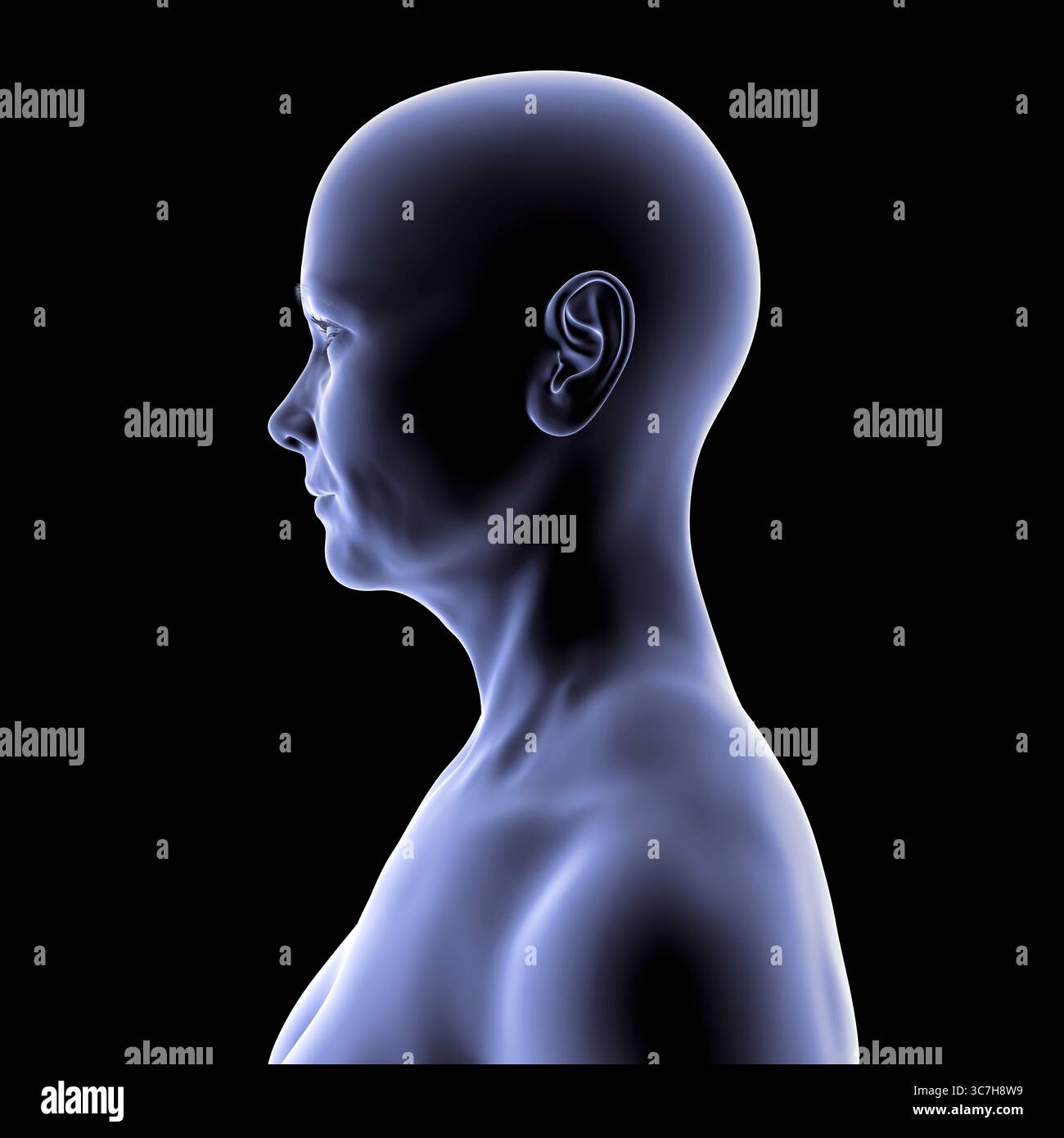 Illustration of a woman's head and neck, side view Stock Photo - Alamy