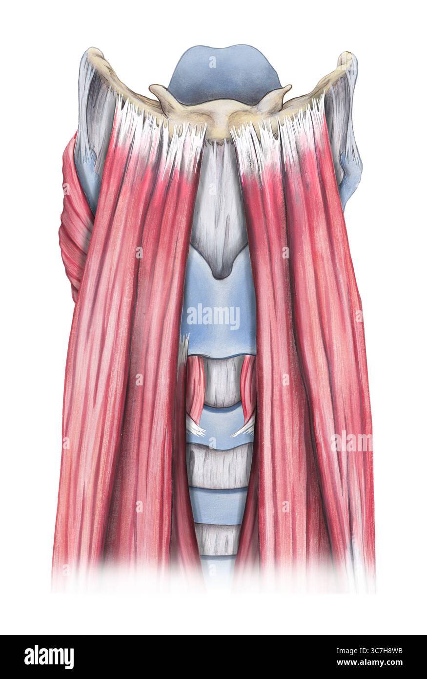 Sternothyroid muscle in human body hi-res stock photography and images ...