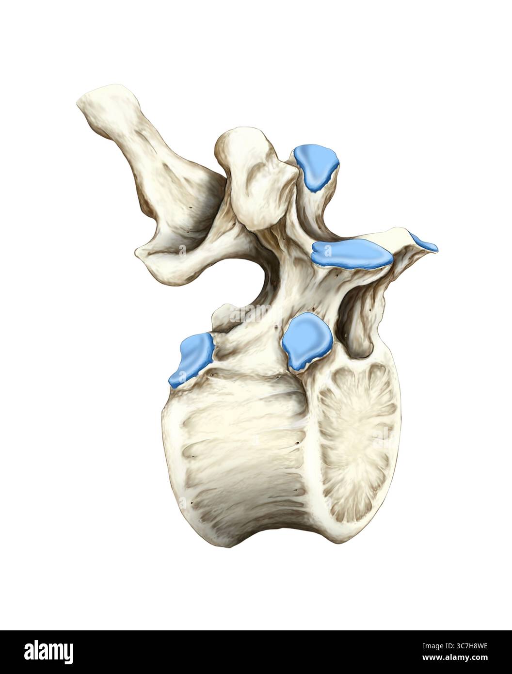 Illustration showing the ninth thoracic vertebra. A typical feature of ...