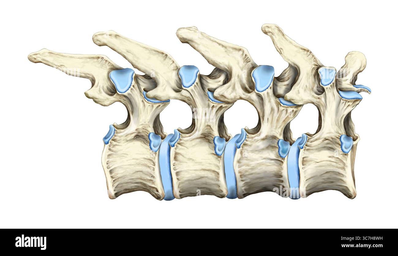 Illustration showing a lateral view of multiple thoracic vertebrae ...