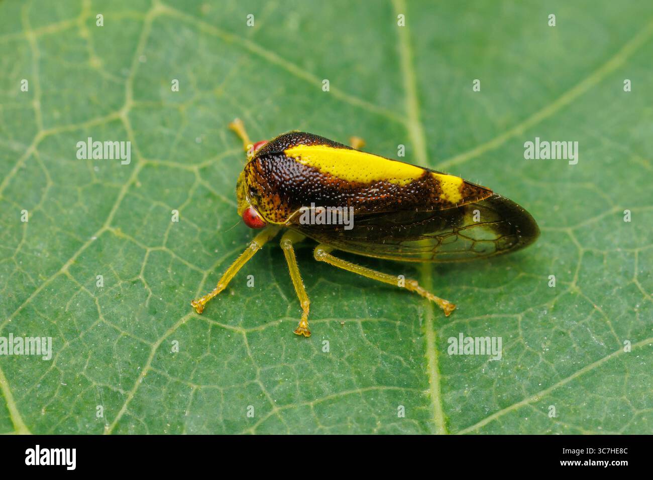 Atymna querci, a member of Typical Treehoppers (family Membracidae ...