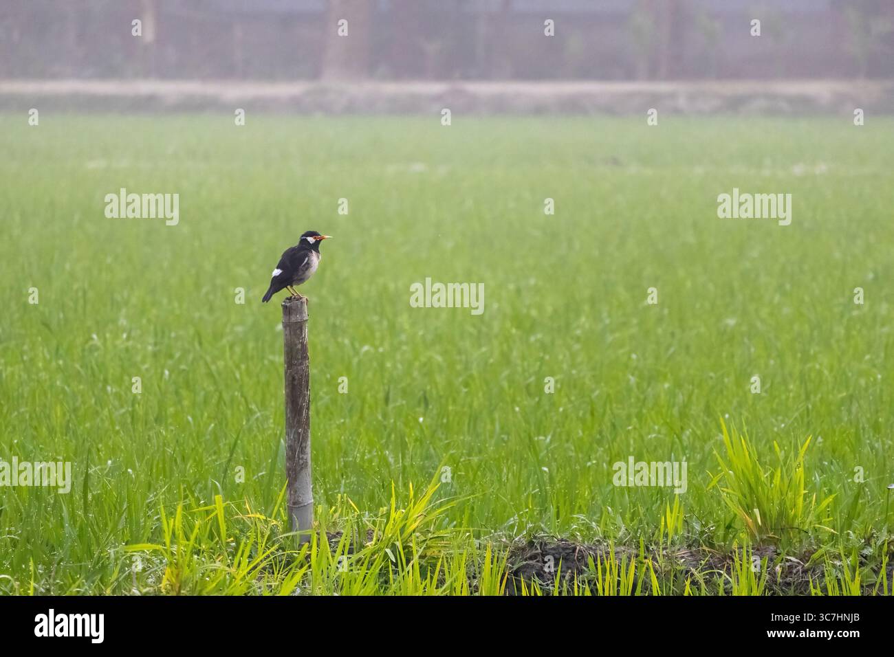 Javan pied starling hi-res stock photography and images - Alamy