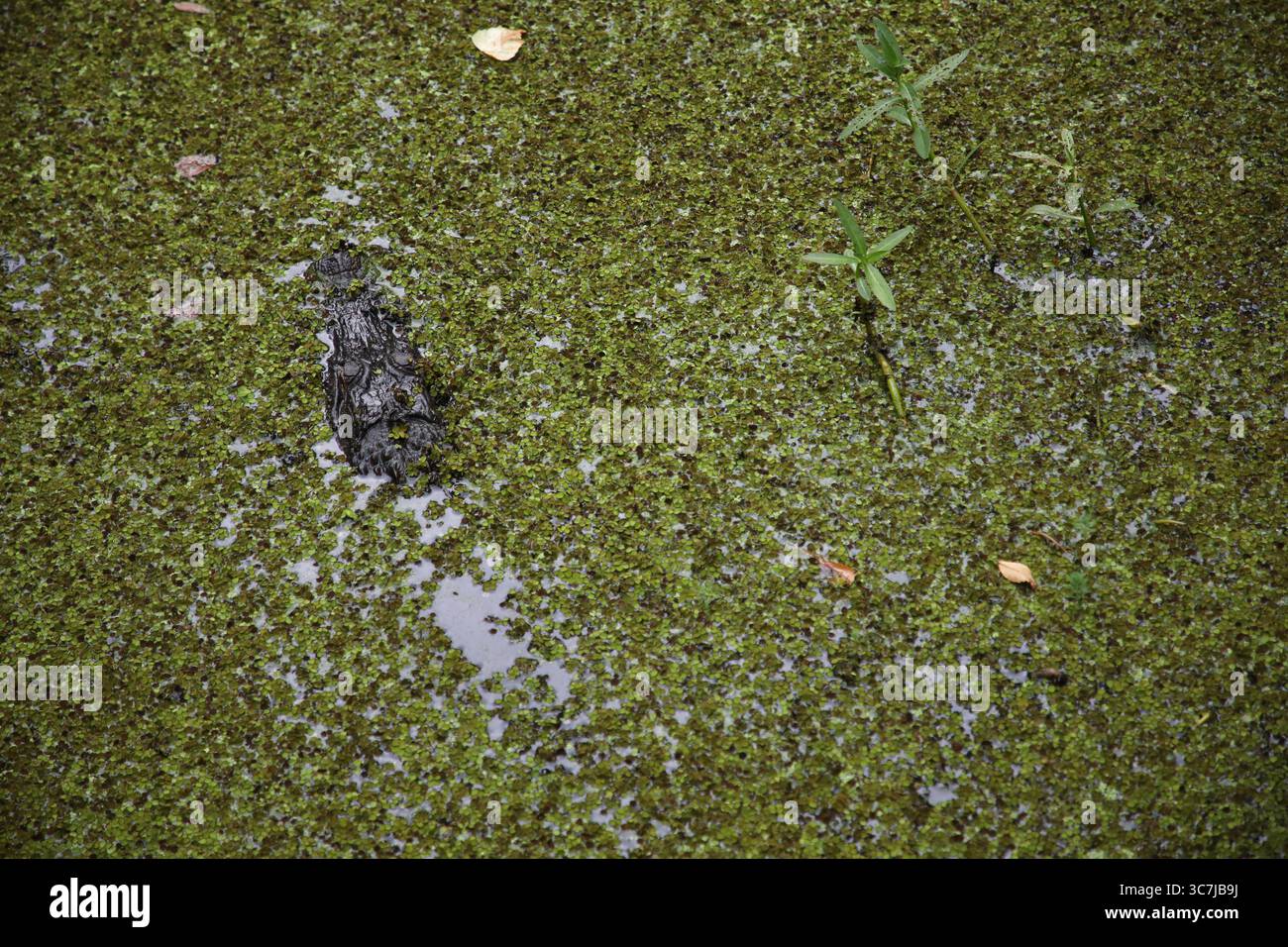 An alligator is seen in a swamp covered with duckweed in the Barataria ...