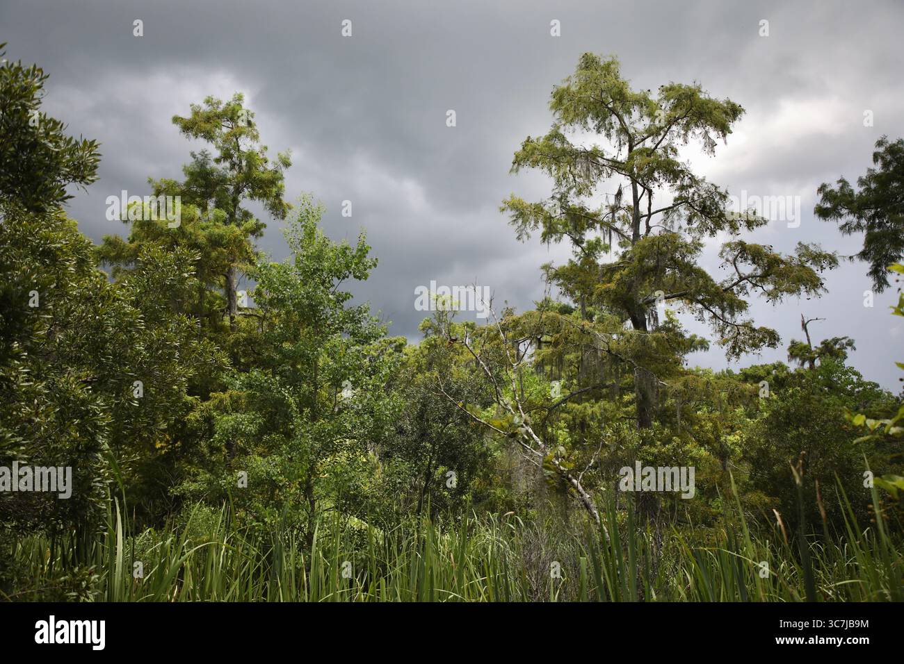 The swamp forests of the Barataria Preserve, covered with Spanish moss ...