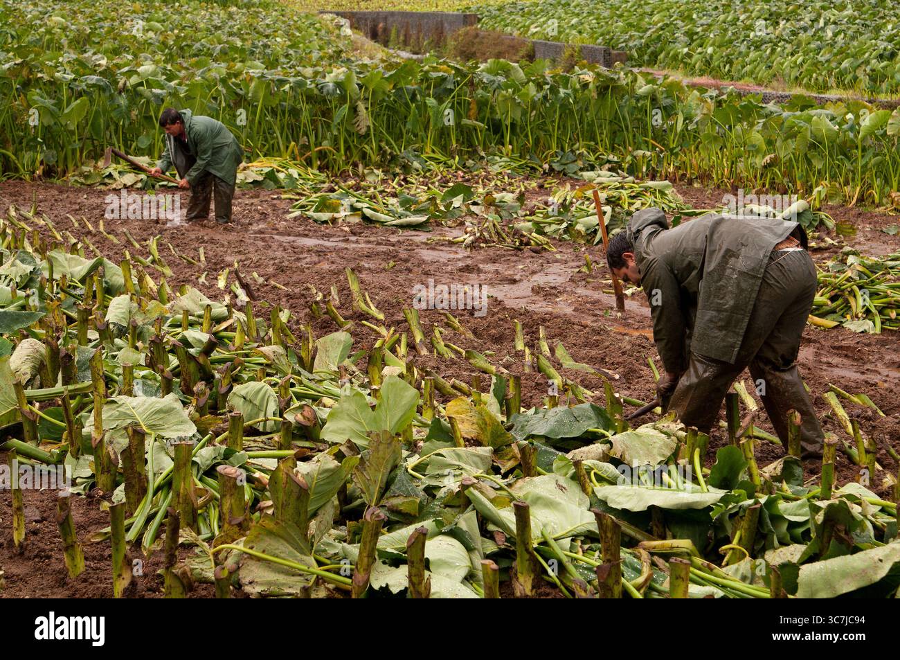 Farm workers harvesting yams in a rural field in the Azores during the ...