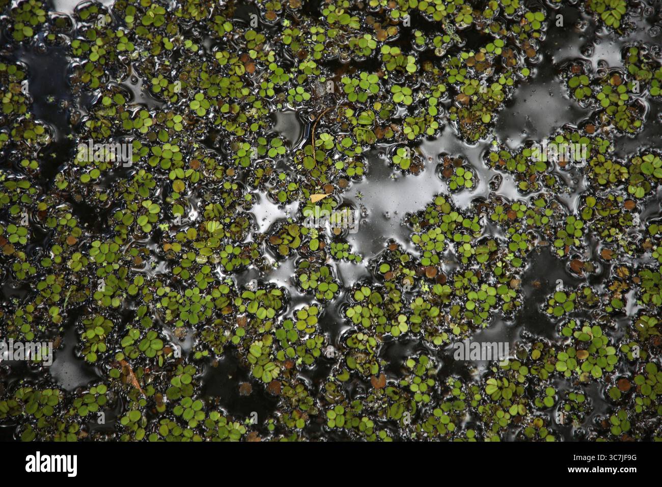 The wetlands of the Barataria Preserve, covered with duckweed are seen ...