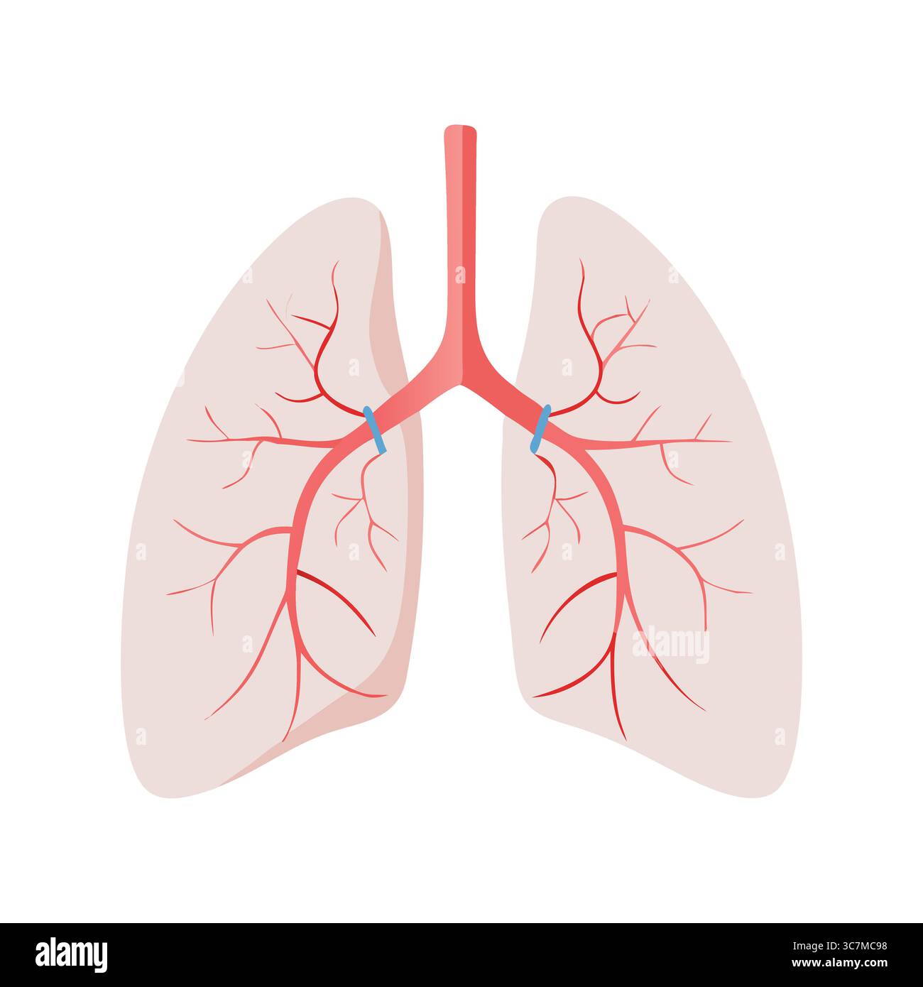 Human lungs medical structure Cut Out Stock Images & Pictures - Alamy