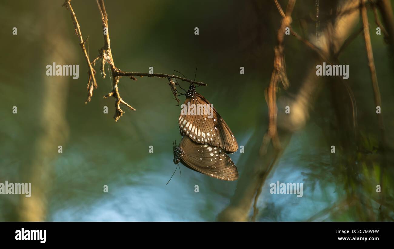 Two Common Crow butterflies are mating while delicately hanging from a ...