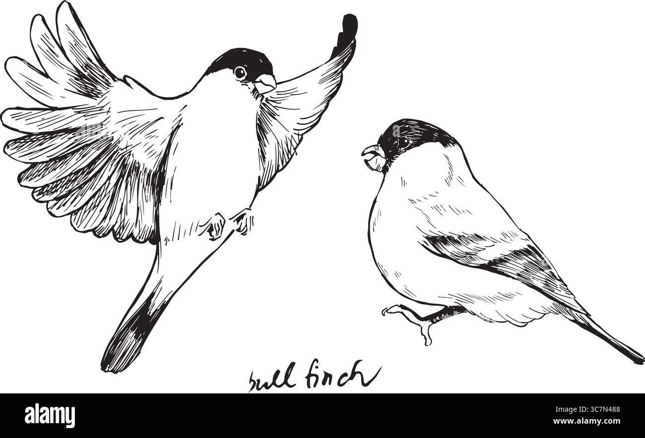 Eurasian bullfinch flying and sitting ink illustrations. Passerine bird ...