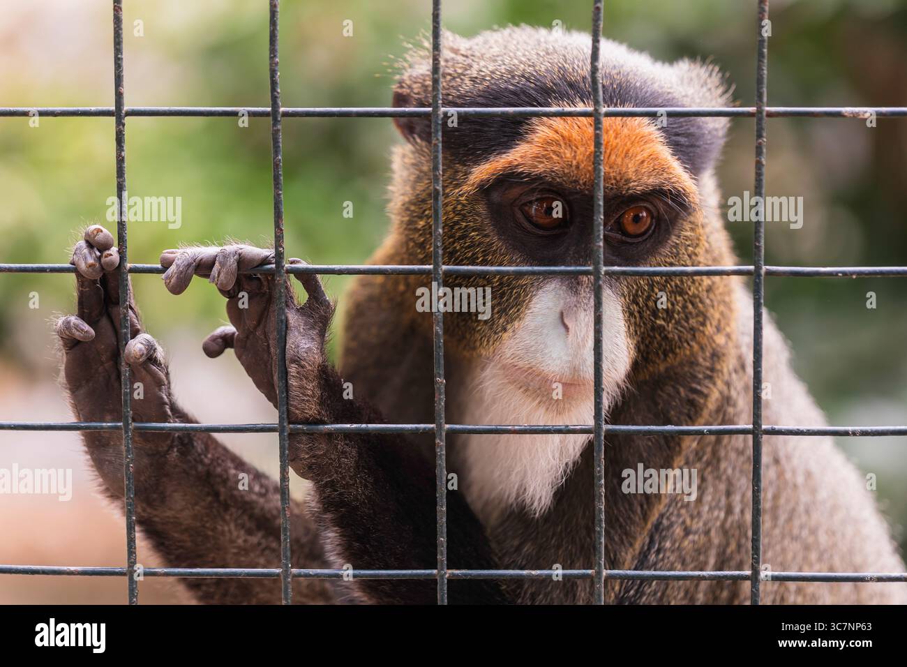 De brazzas monkey sad eyes hi-res stock photography and images - Alamy
