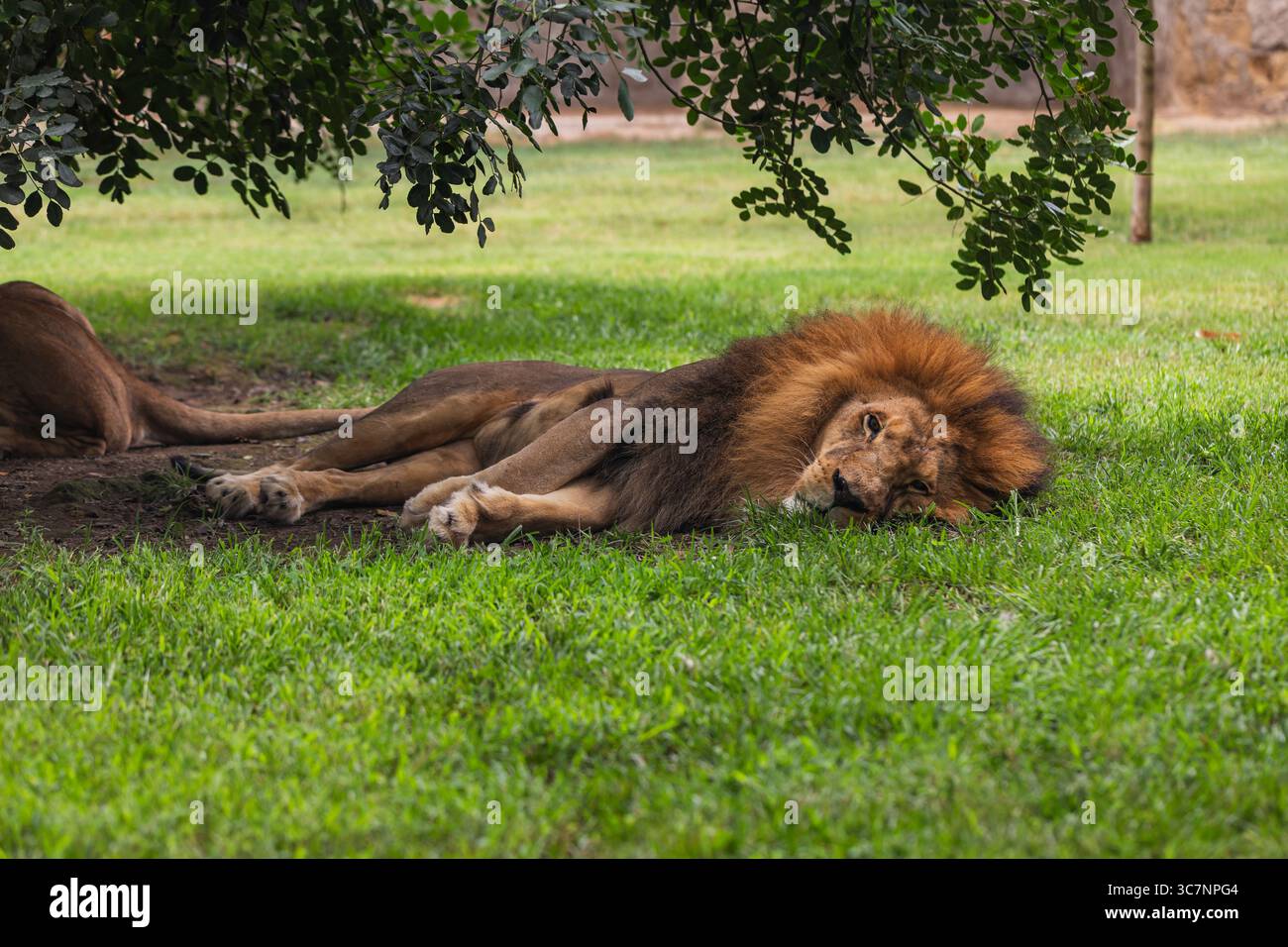 Majestic lion resting peacefully hi-res stock photography and images ...