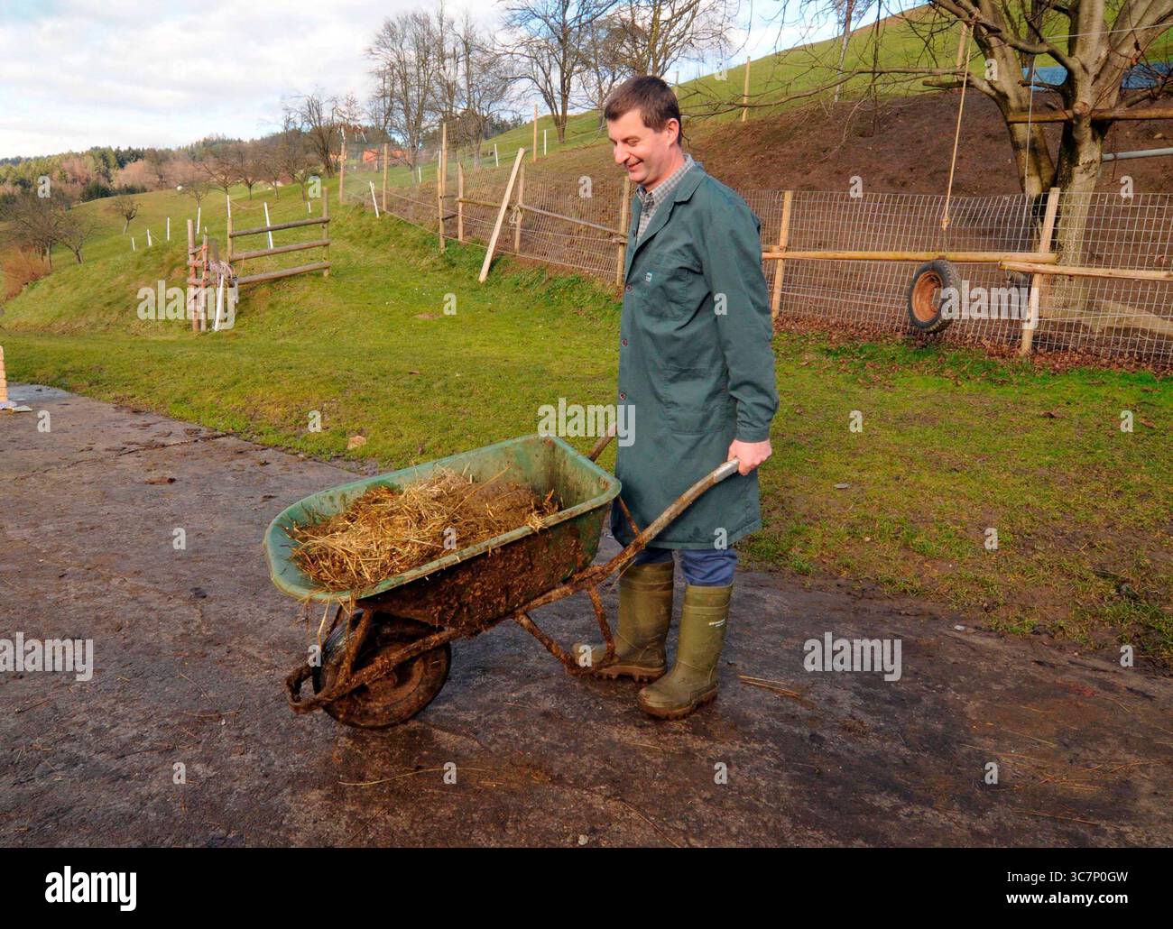 stable manure from animals as fertilizer in farming and livestock ...
