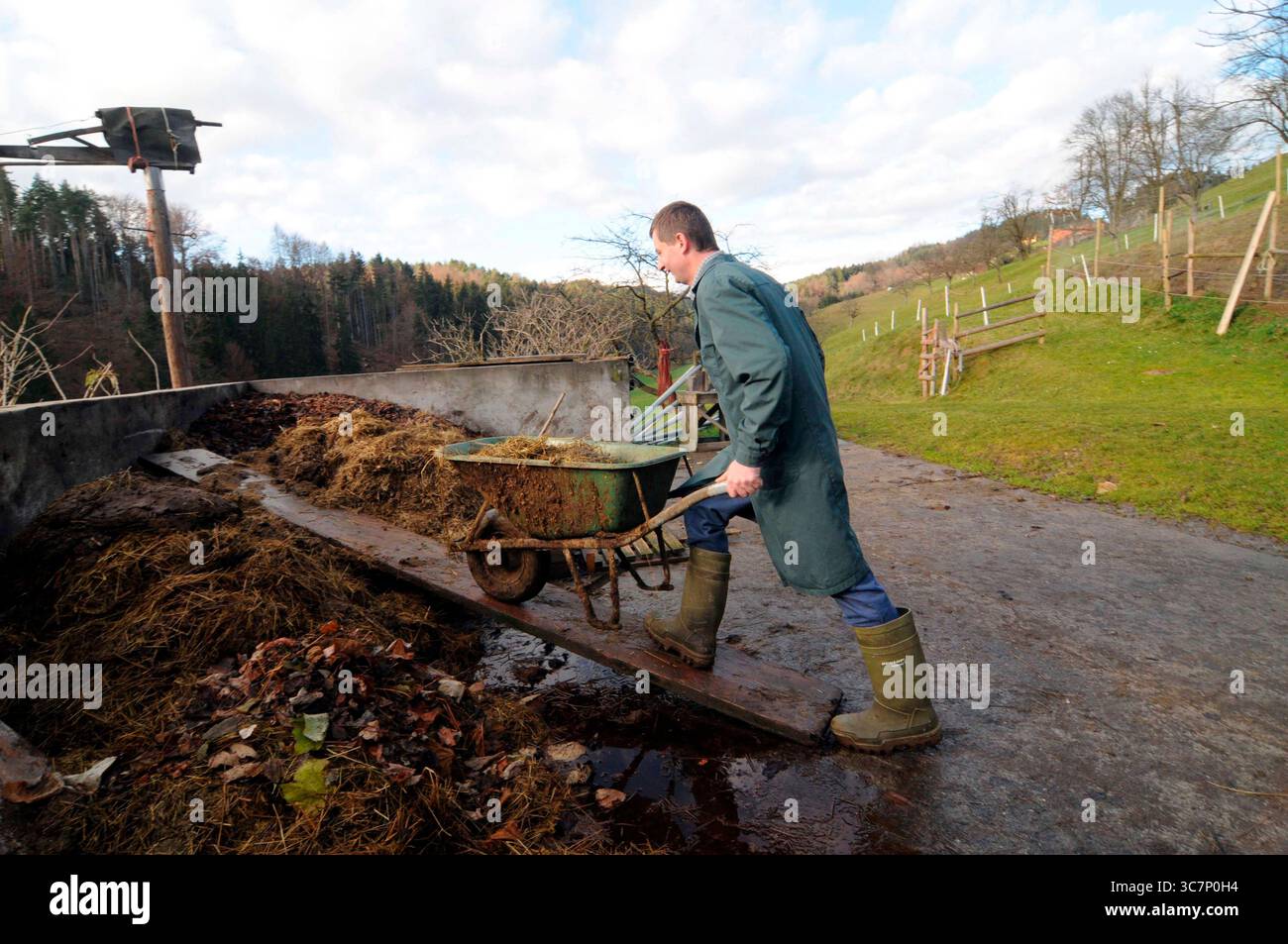 stable manure from animals as fertilizer in farming and livestock ...