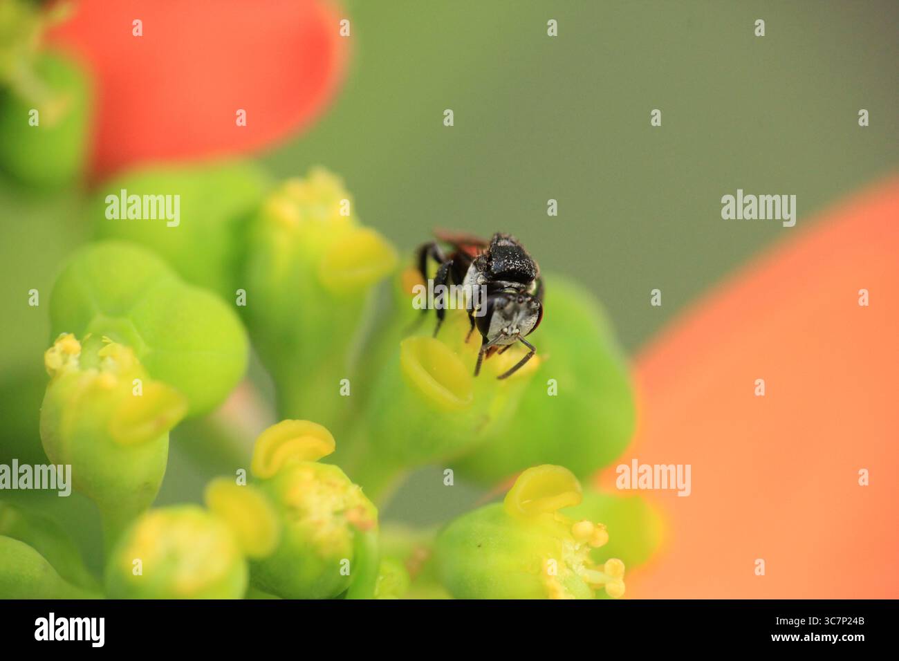 Australian stingless bee, tetragonal carbonaria Stock Photo - Alamy