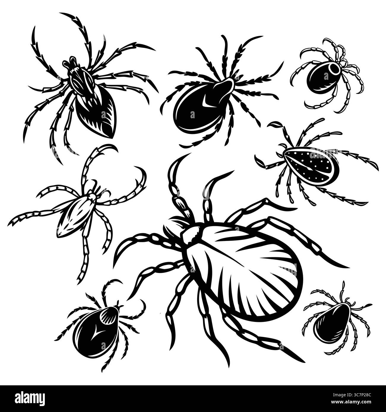 Black and White Vector Illustration of American Dog Tick, Various Insects and Bugs Stock Vector ...
