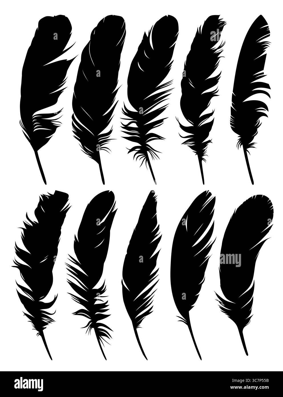 Types bird feathers Cut Out Stock Images & Pictures - Alamy