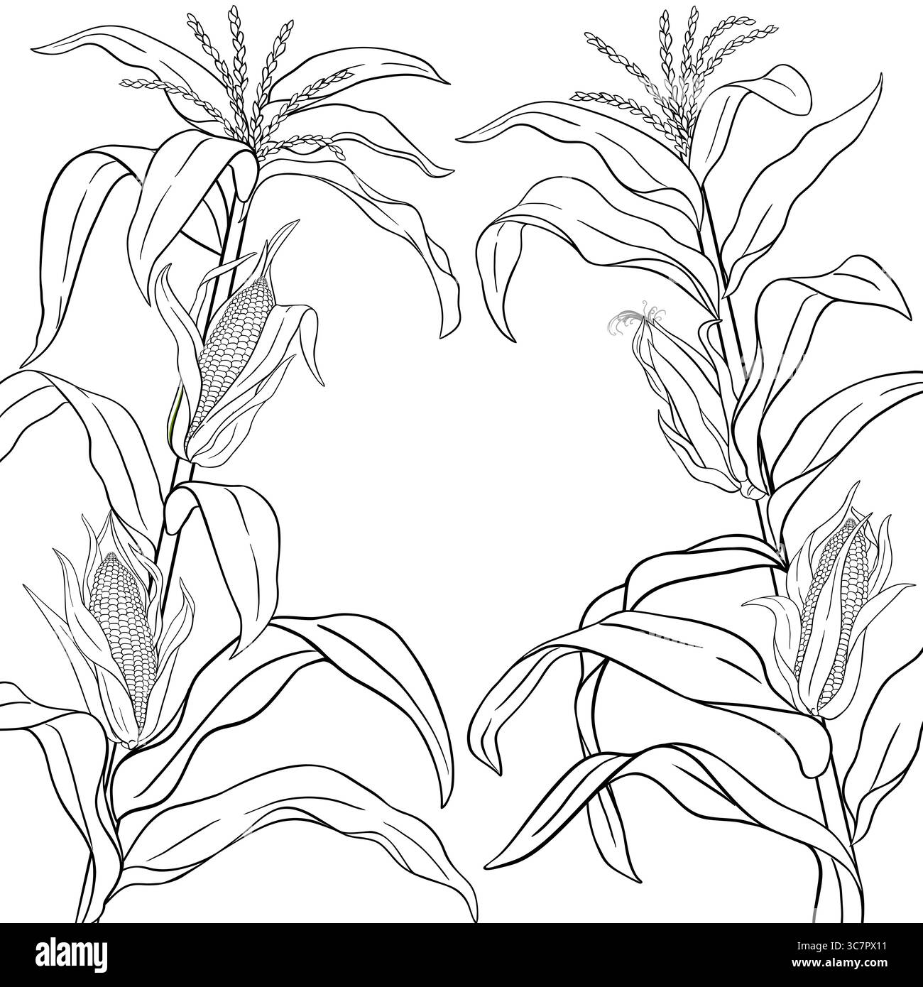 Corn Plant with Cobs Outline Frame Stock Vector Image & Art - Alamy