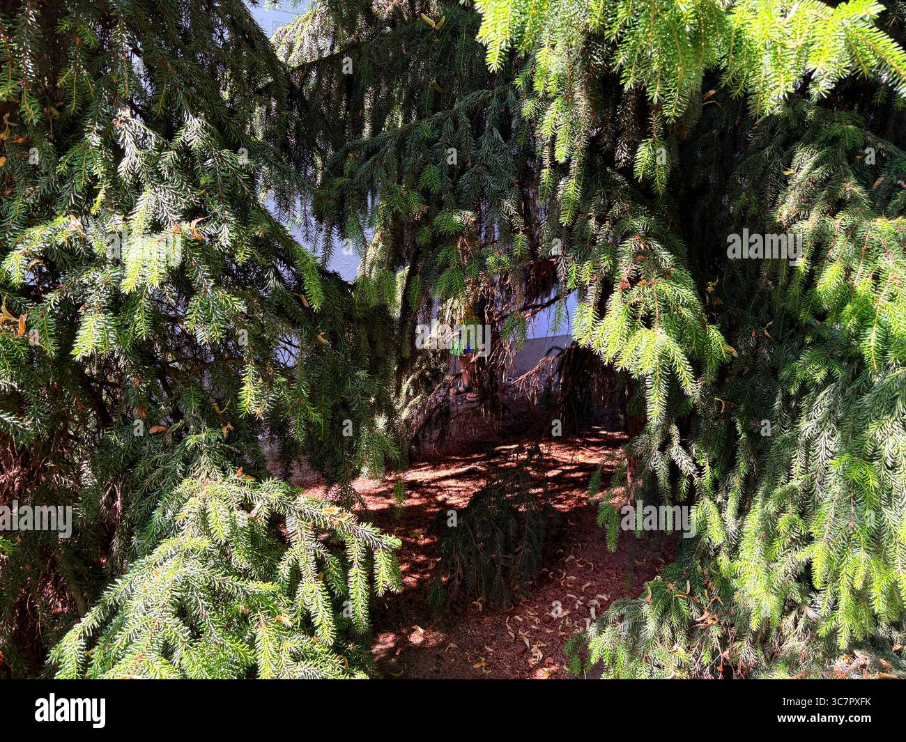 Dense spruce branches form a natural frame revealing a shaded path and ...