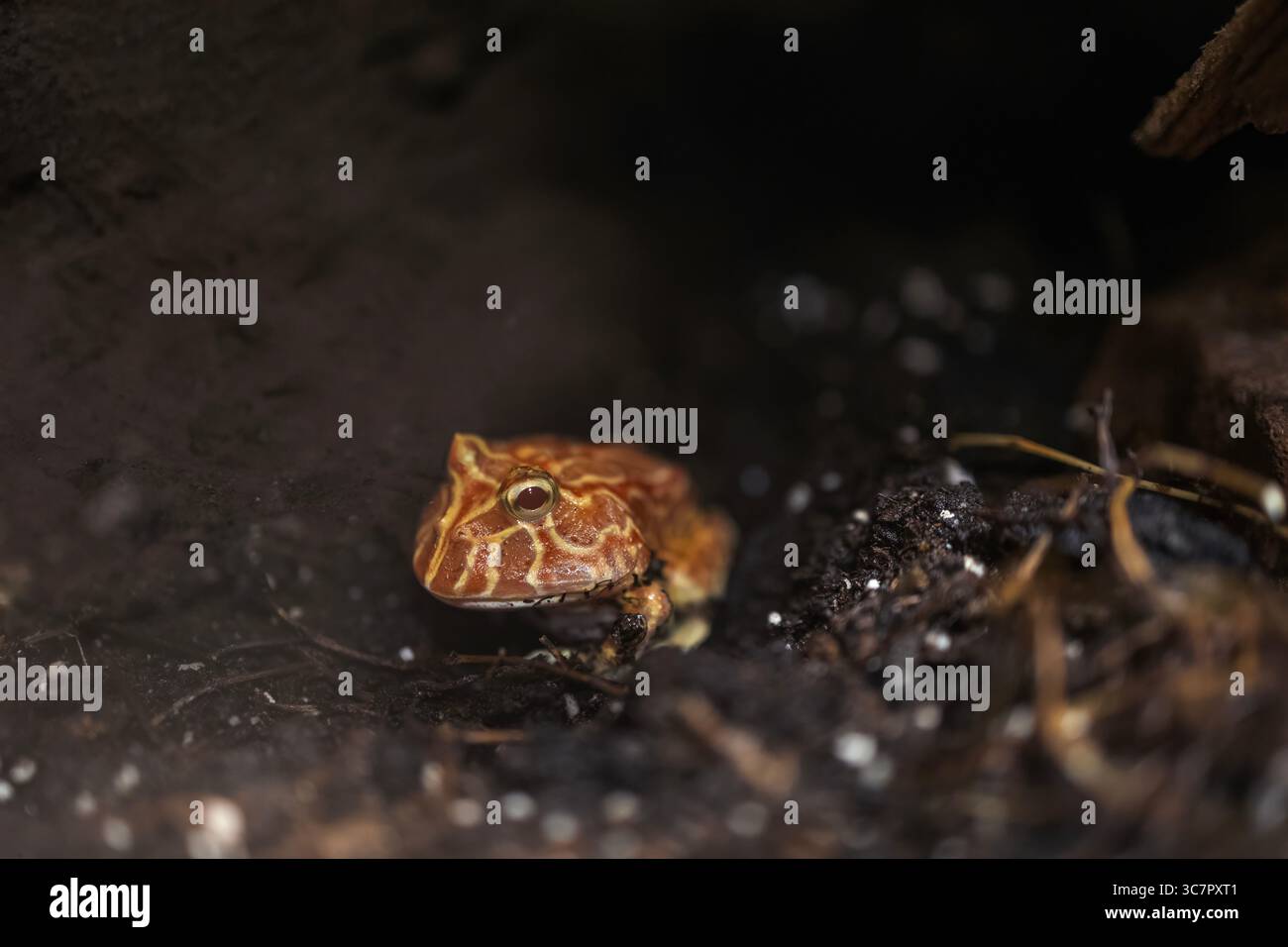 Cranwell's horned frog (Ceratophrys cranwelli), also called commonly ...