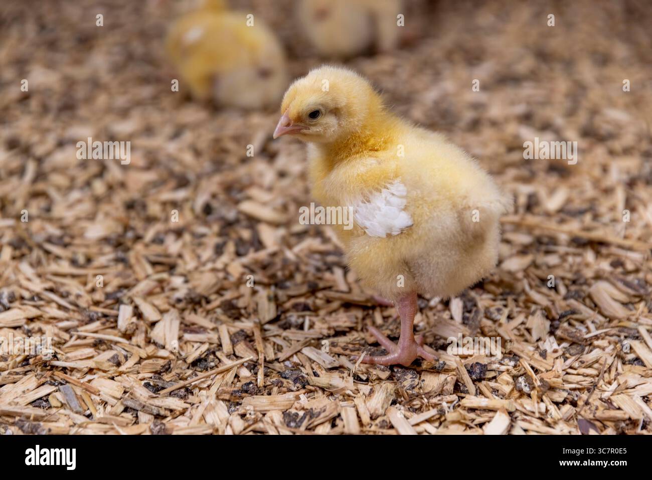 small chickens in a poultry farm on sawdust, chicken chicks about three ...