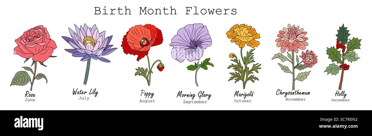Set of Birth month flowers colored outline vector Stock Vector Image ...