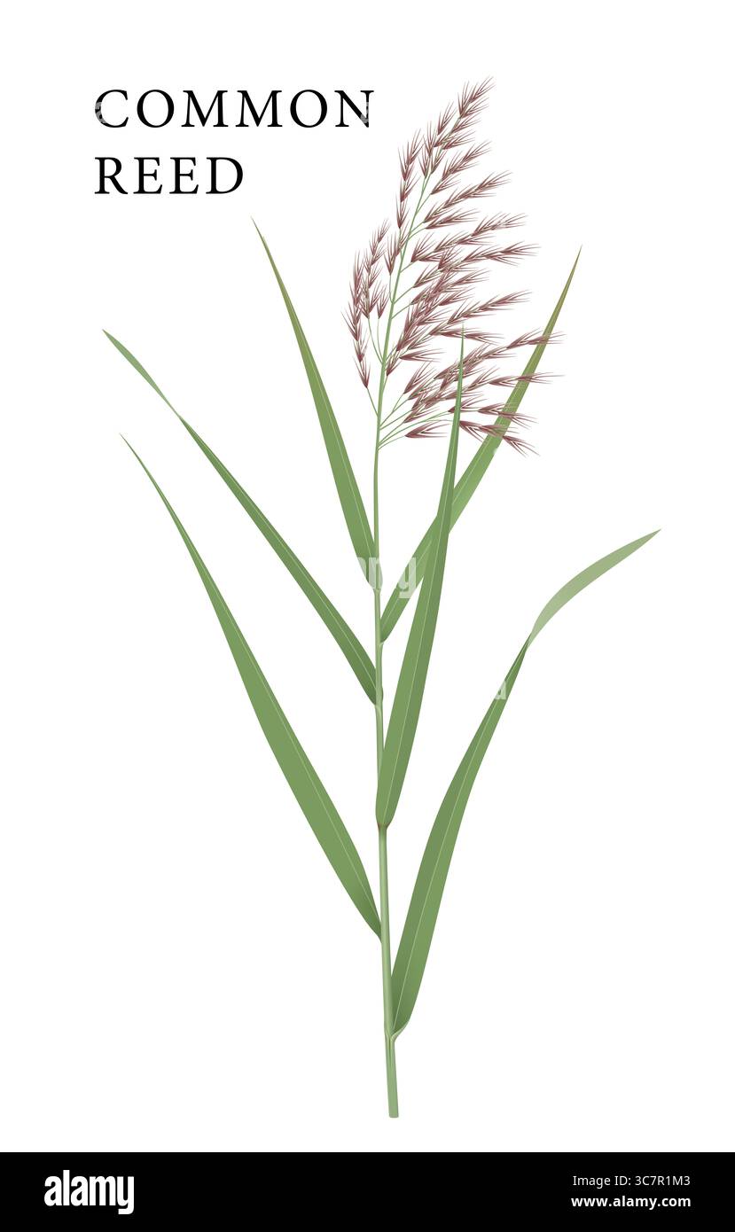 Common reed is Marsh and Wetland plant Stock Photo - Alamy