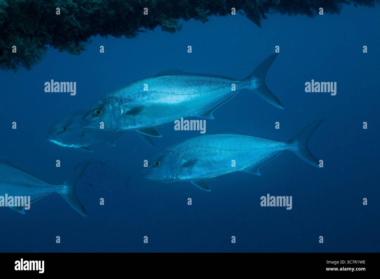 Guinean amberjack hi-res stock photography and images - Alamy