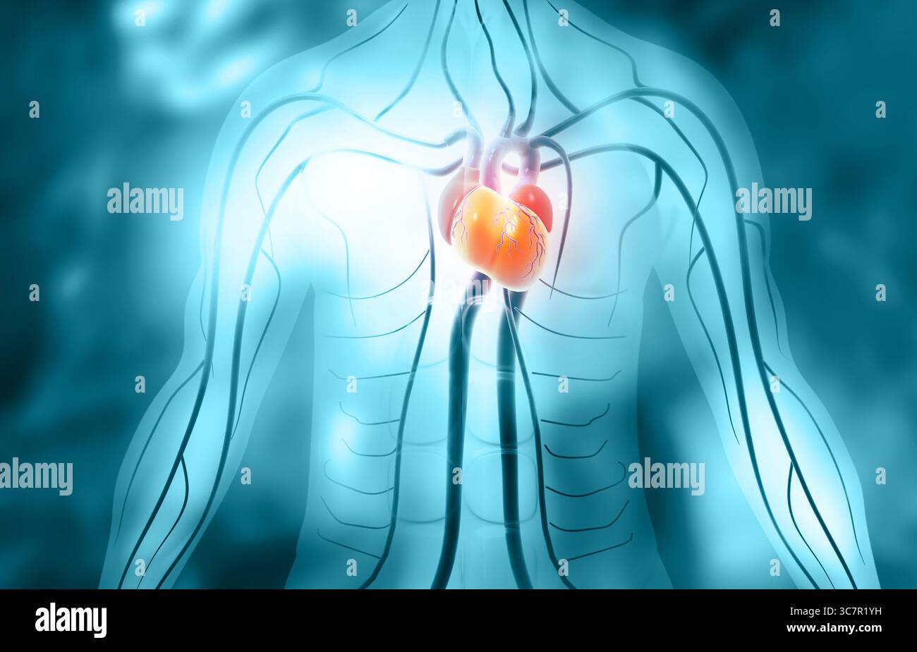 Human circulation cardiovascular system with heart anatomy. 3d ...